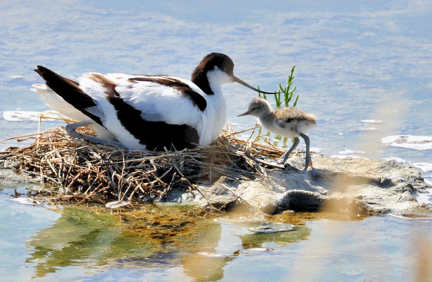 Avocette élégante - Photo Club Thorigny