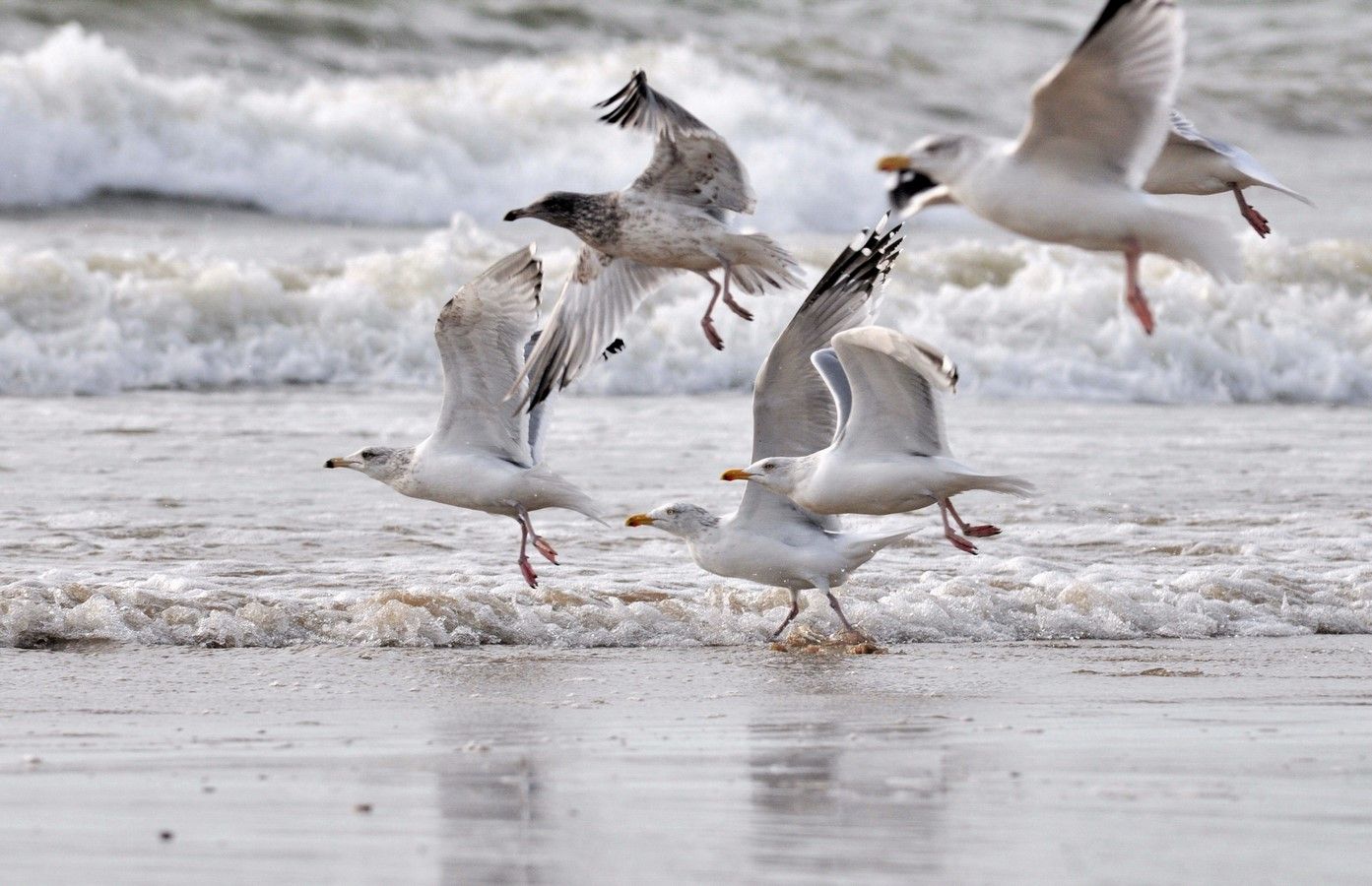 Goéland dans les vagues - Photo Club Thorigny