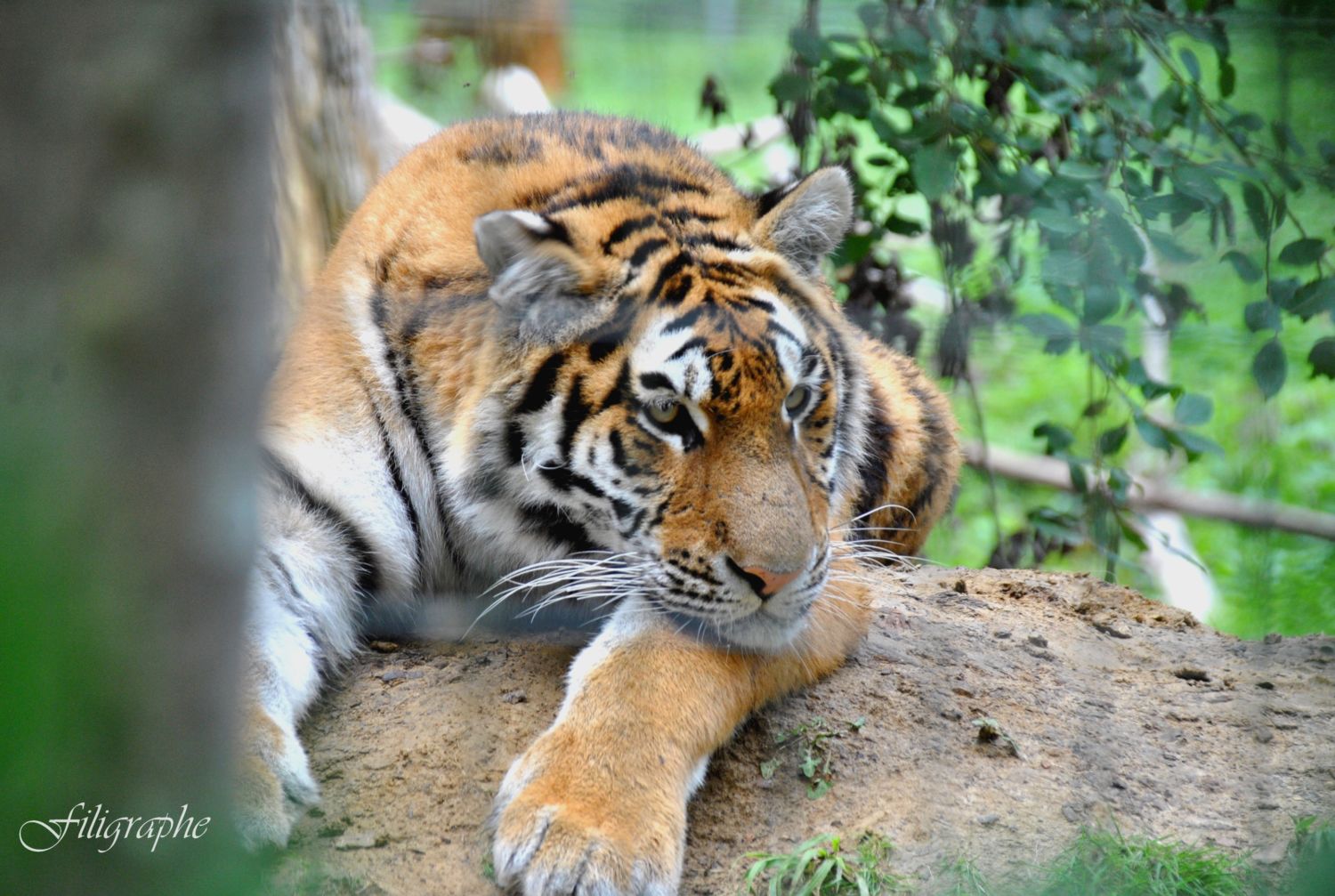 parc des félins 2017 .11 - Photo Club Thorigny